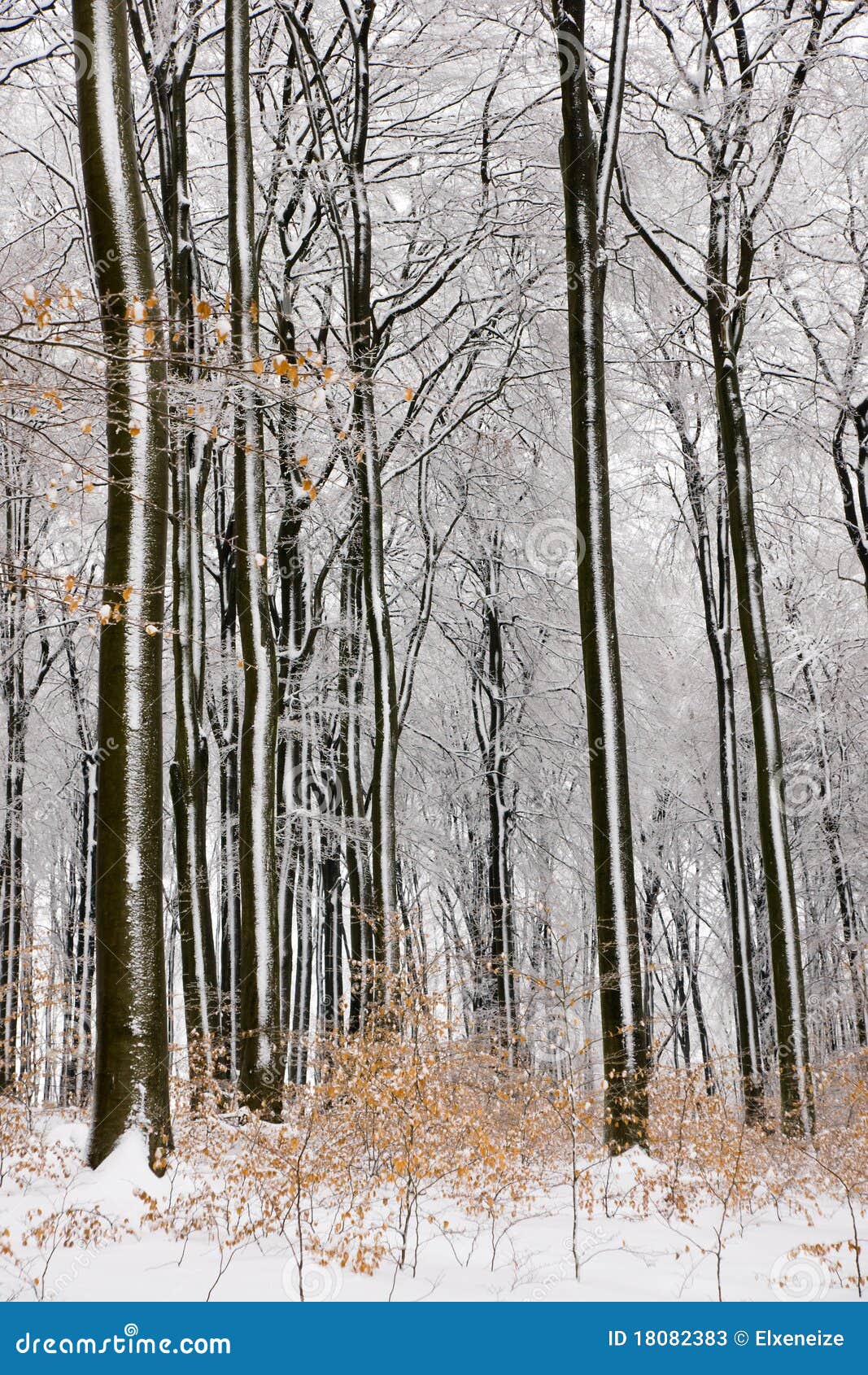 Beech Tree Forest in Winter Stock Image - Image of frosty, landscape ...
