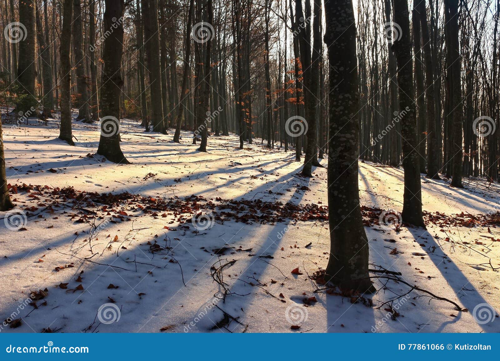 Beech Tree Forest in Winter Stock Photo - Image of fall, lush: 77861066