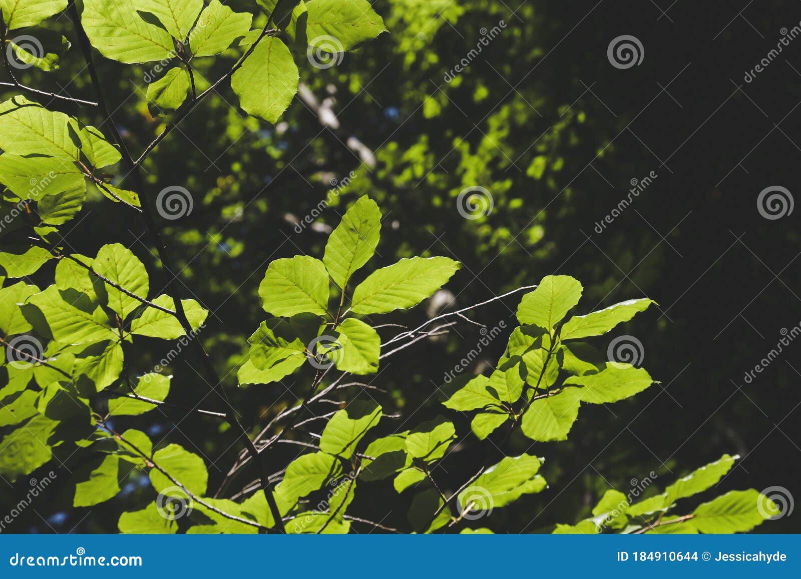 Beech Tree Fresh Green Foliage Stock Photo - Image of grove ...