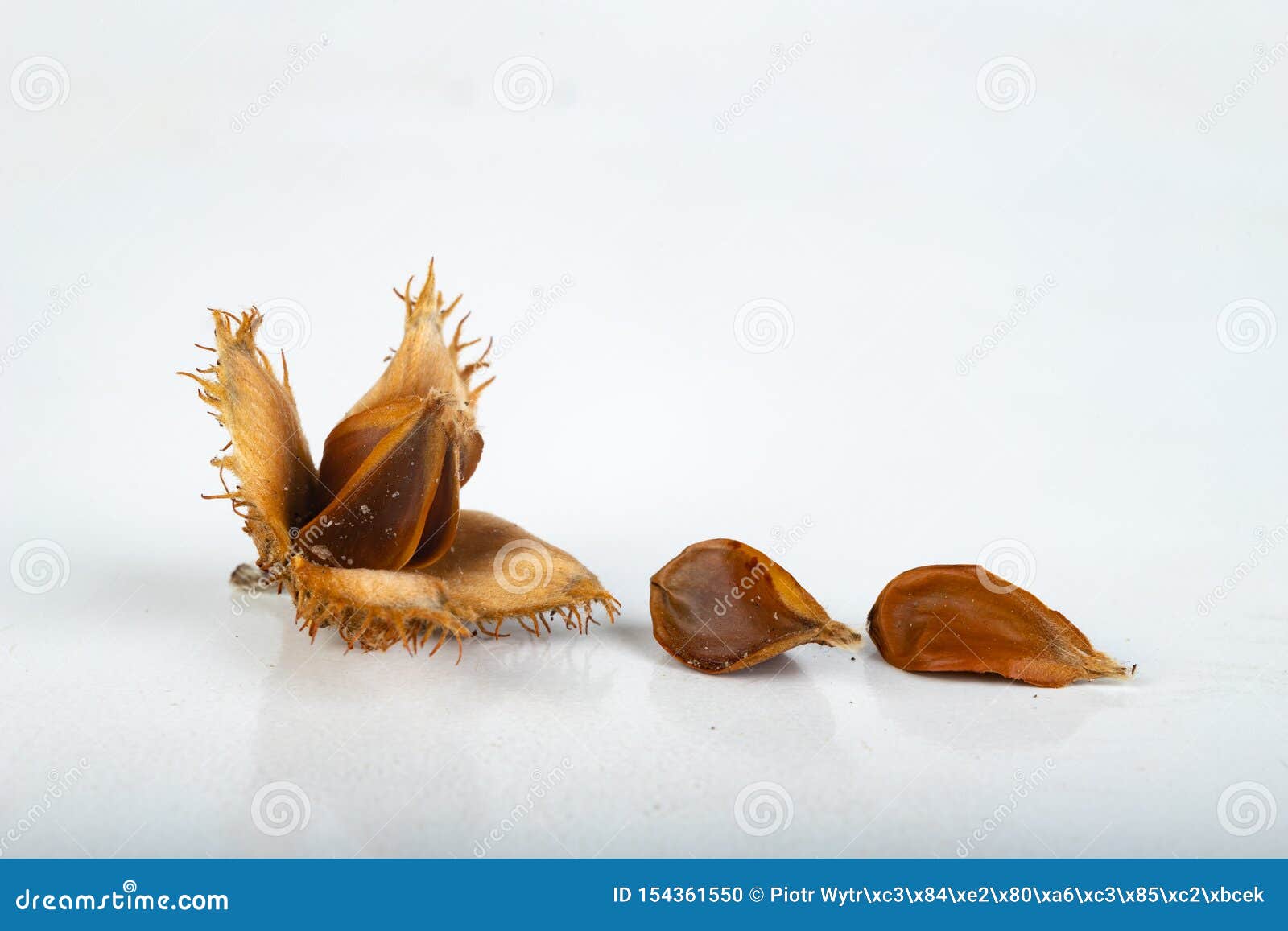 426 Beech Shell Stock Photos - Free & Royalty-Free Stock Photos from ...