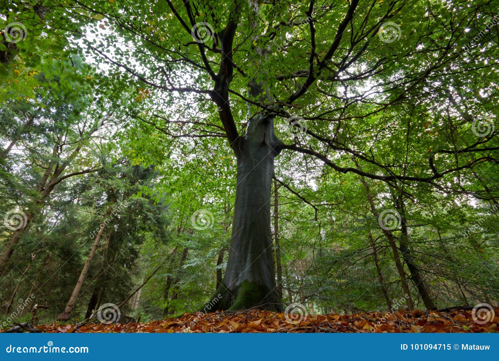 Beech tree stock image. Image of tree, growth, high - 101094715