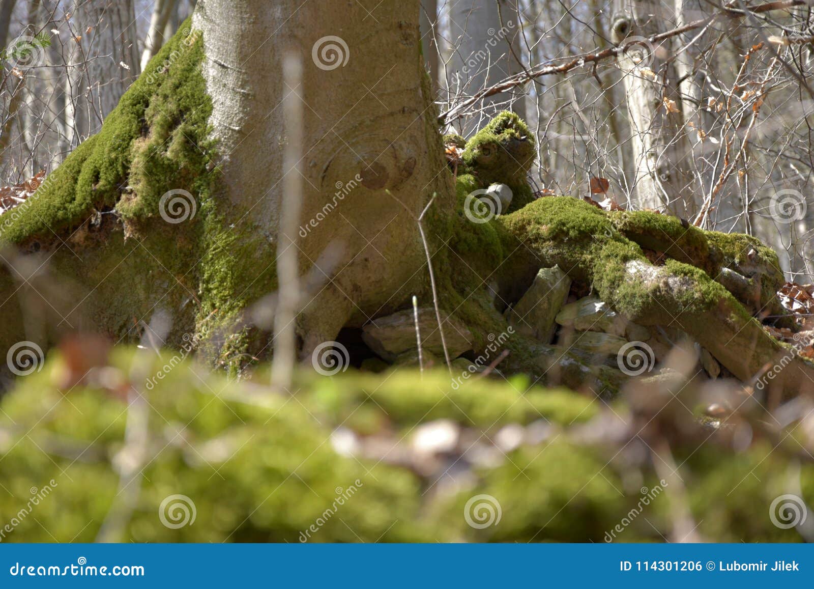 A Beech Tree with Large, Broad Roots, Strewn between Rocks. Stock Photo ...