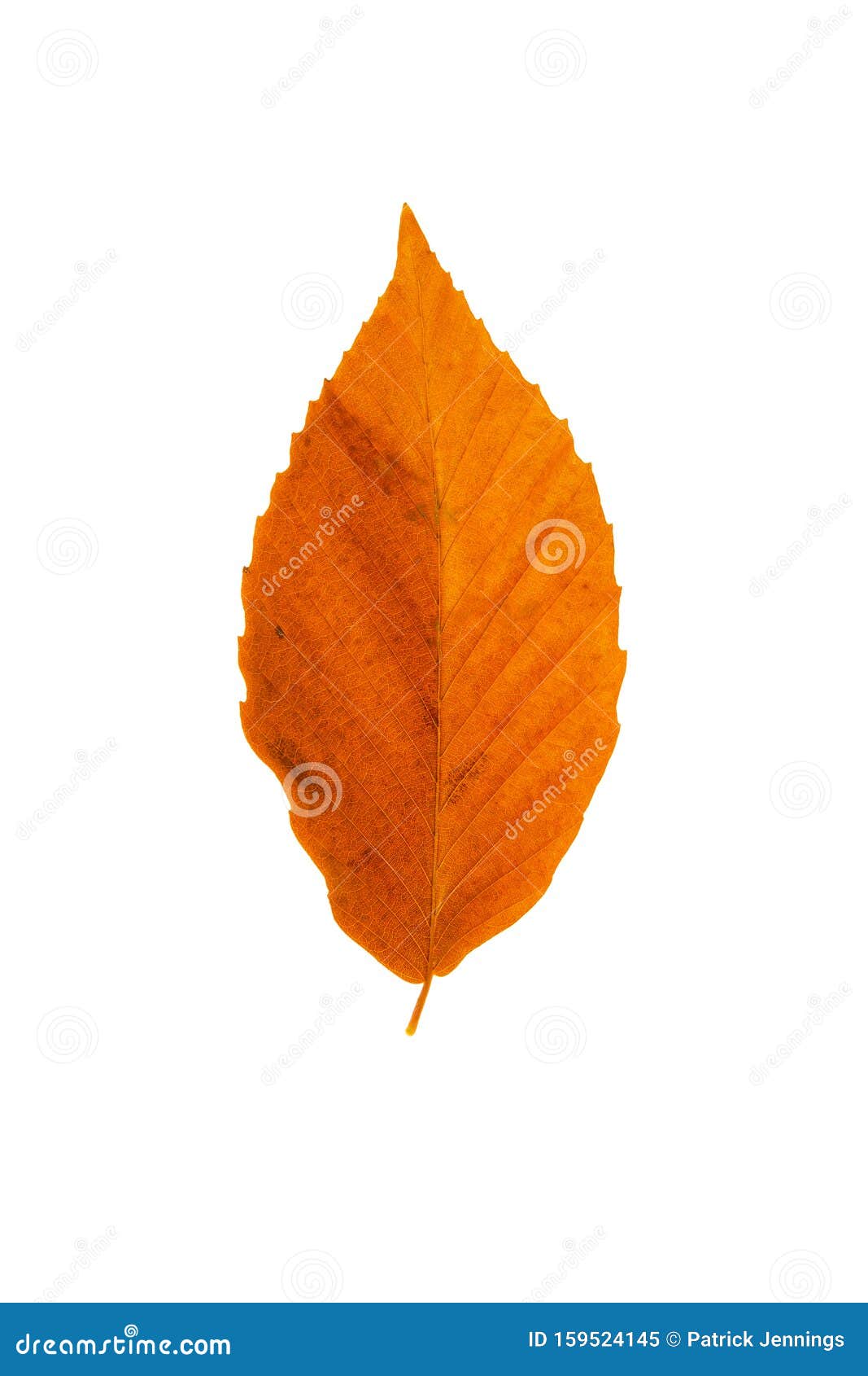 Beech Tree Leaf stock image. Image of lush, forest, kentucky - 159524145