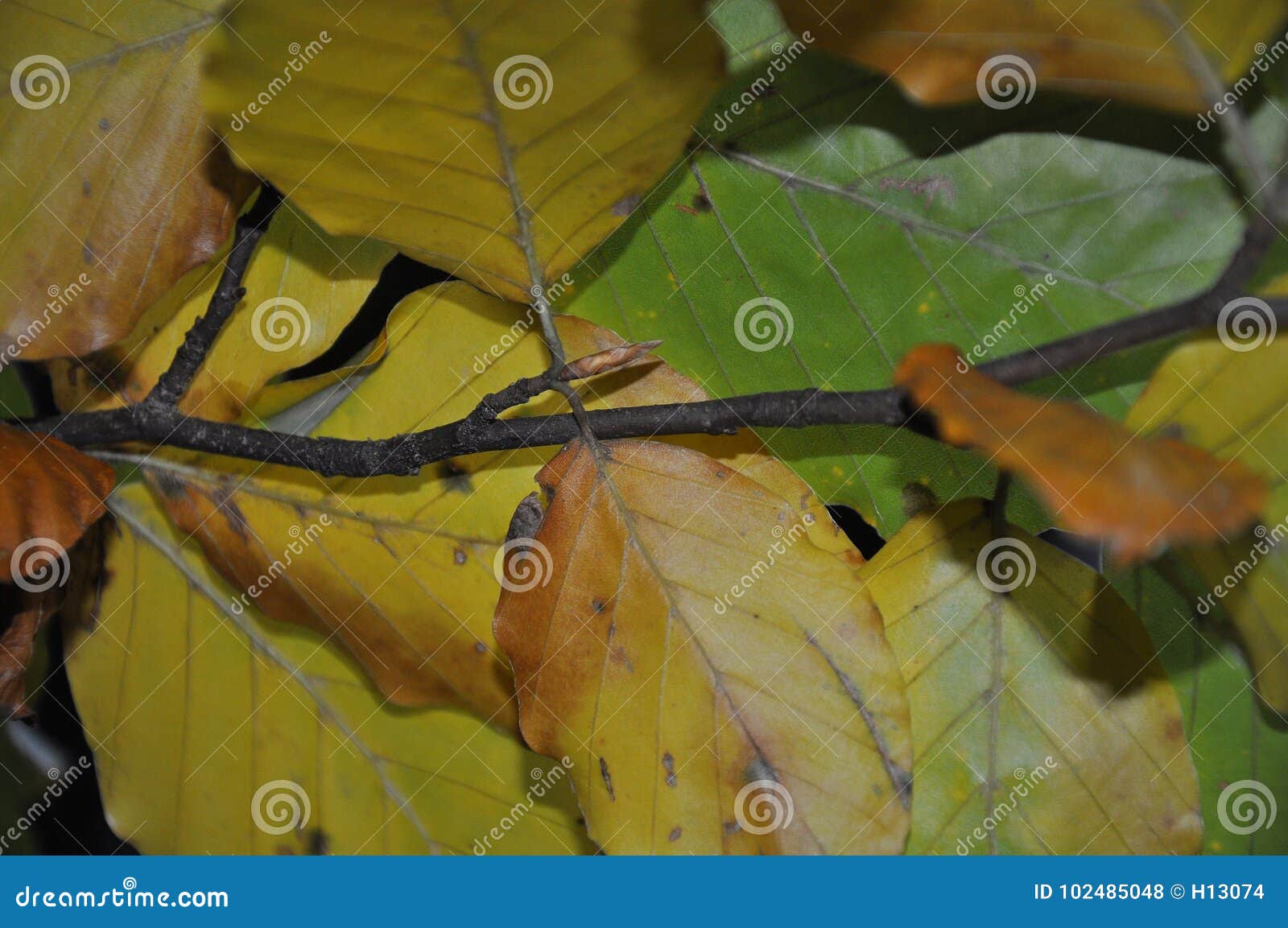 Beech Tree Leafs Texture. Forest,relaxing Nature Stock Photo - Image of ...