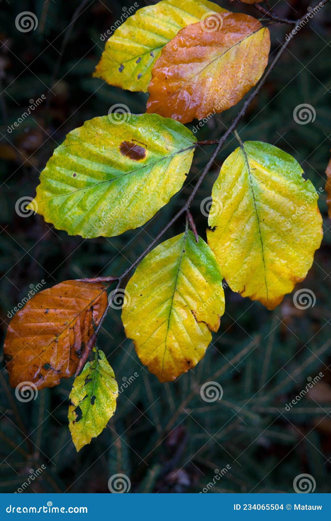 Beech Tree Leaves in Autumn Colors Stock Photo - Image of vivid, color ...