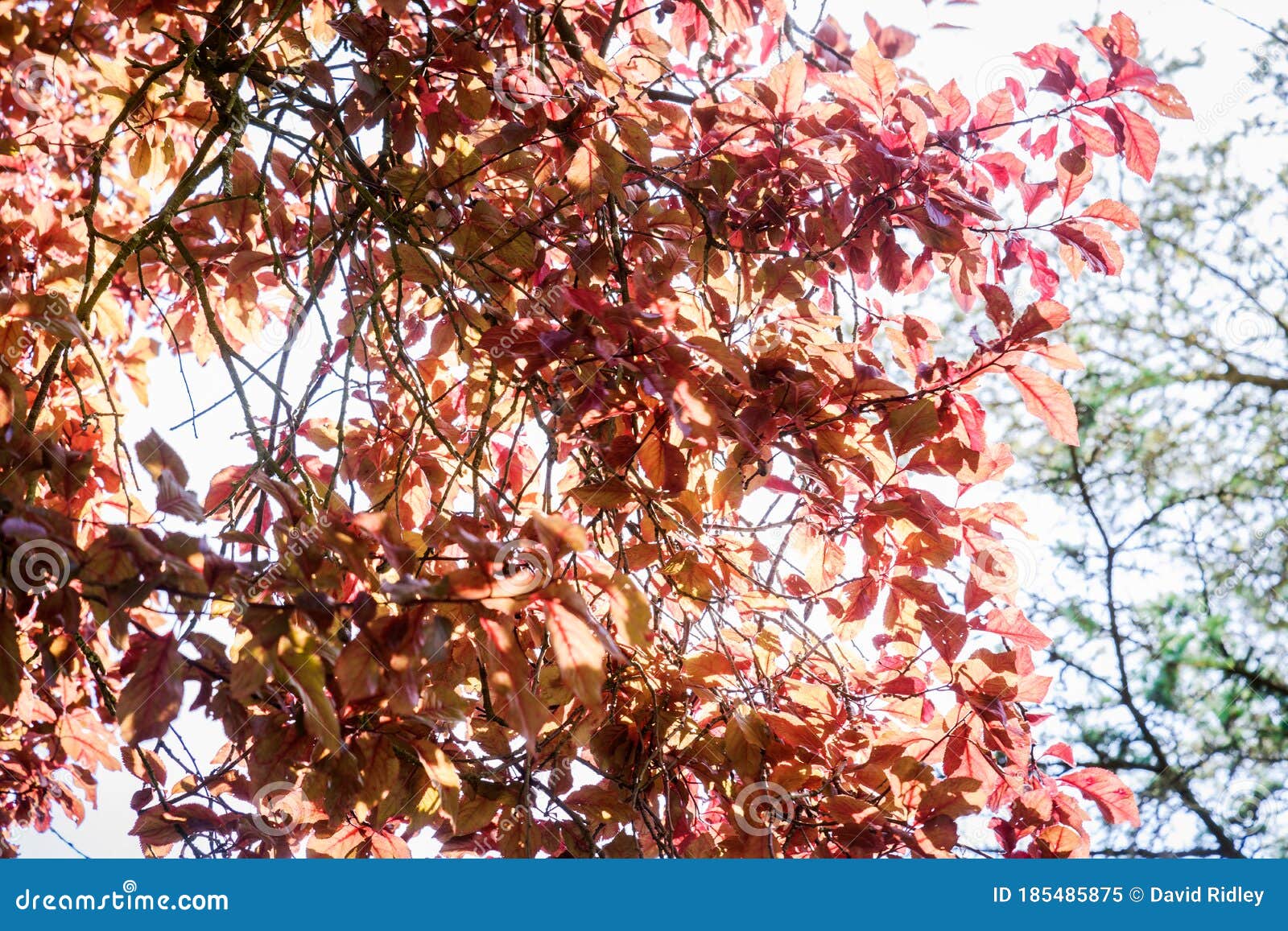 Beech Tree with Leaves in Autumn Colors Stock Image - Image of outdoor ...