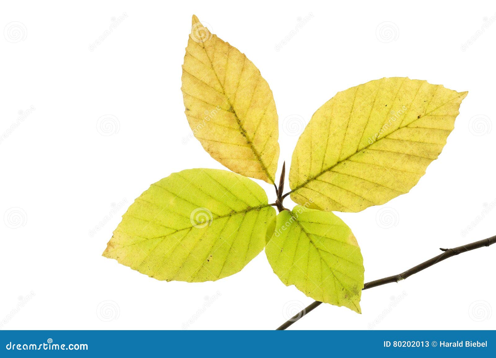 Beech Tree Leaves in Autumn Stock Image - Image of twig, botany: 80202013