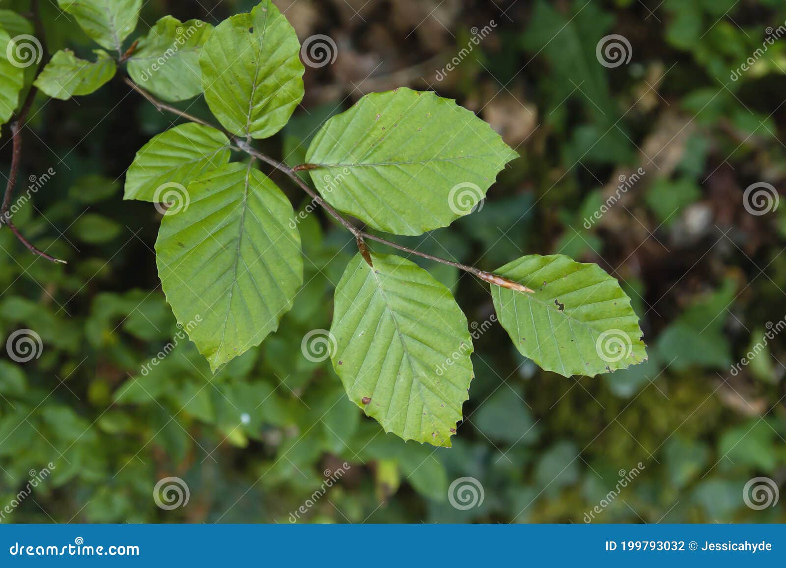 Beech tree leaves stock photo. Image of spring, branches - 199793032