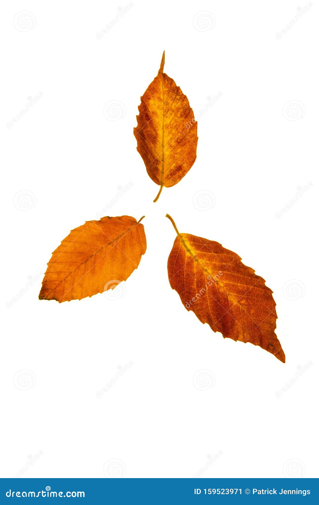 Beech Tree Leaves Isolated on White Background. Stock Image - Image of ...