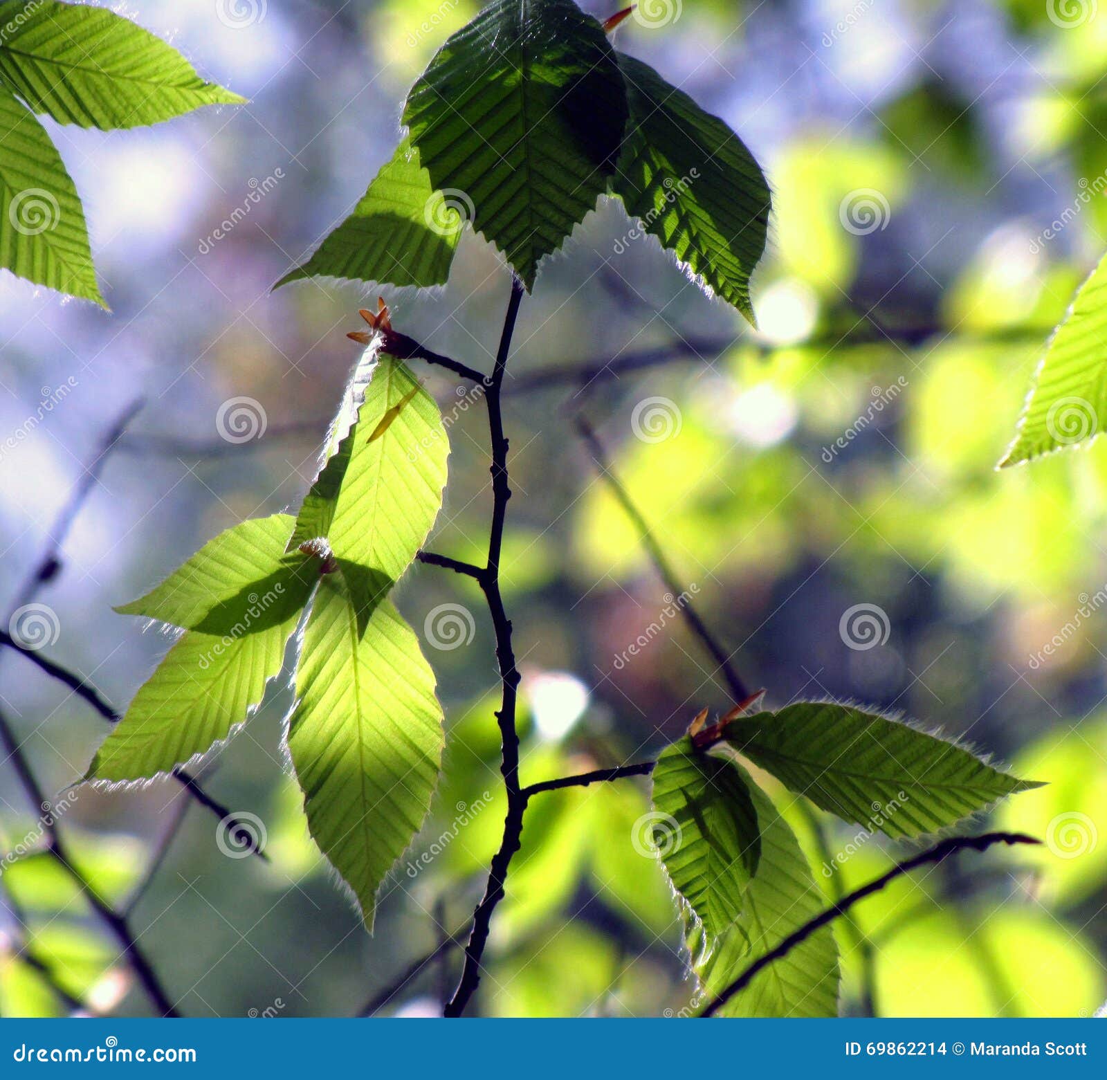 Beech Tree Leaves in the Light Stock Photo - Image of branch, light ...