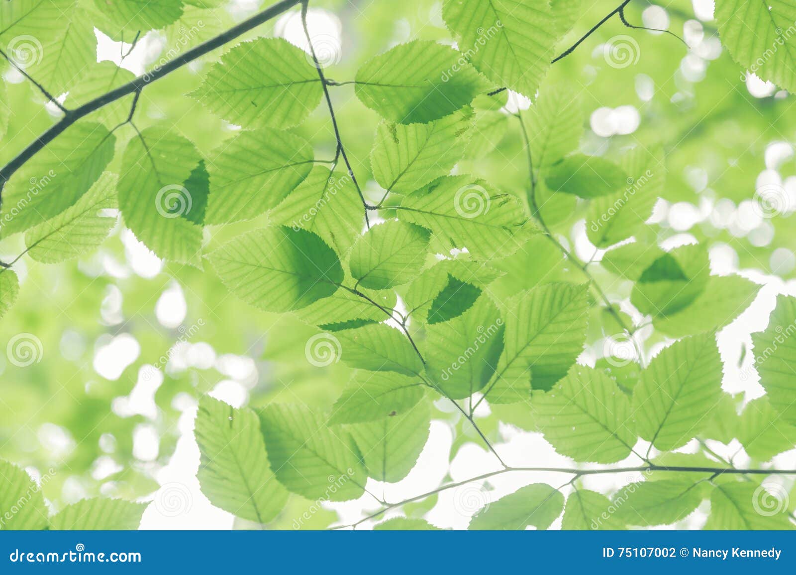 Beech Tree Leaves stock photo. Image of light, faded - 75107002
