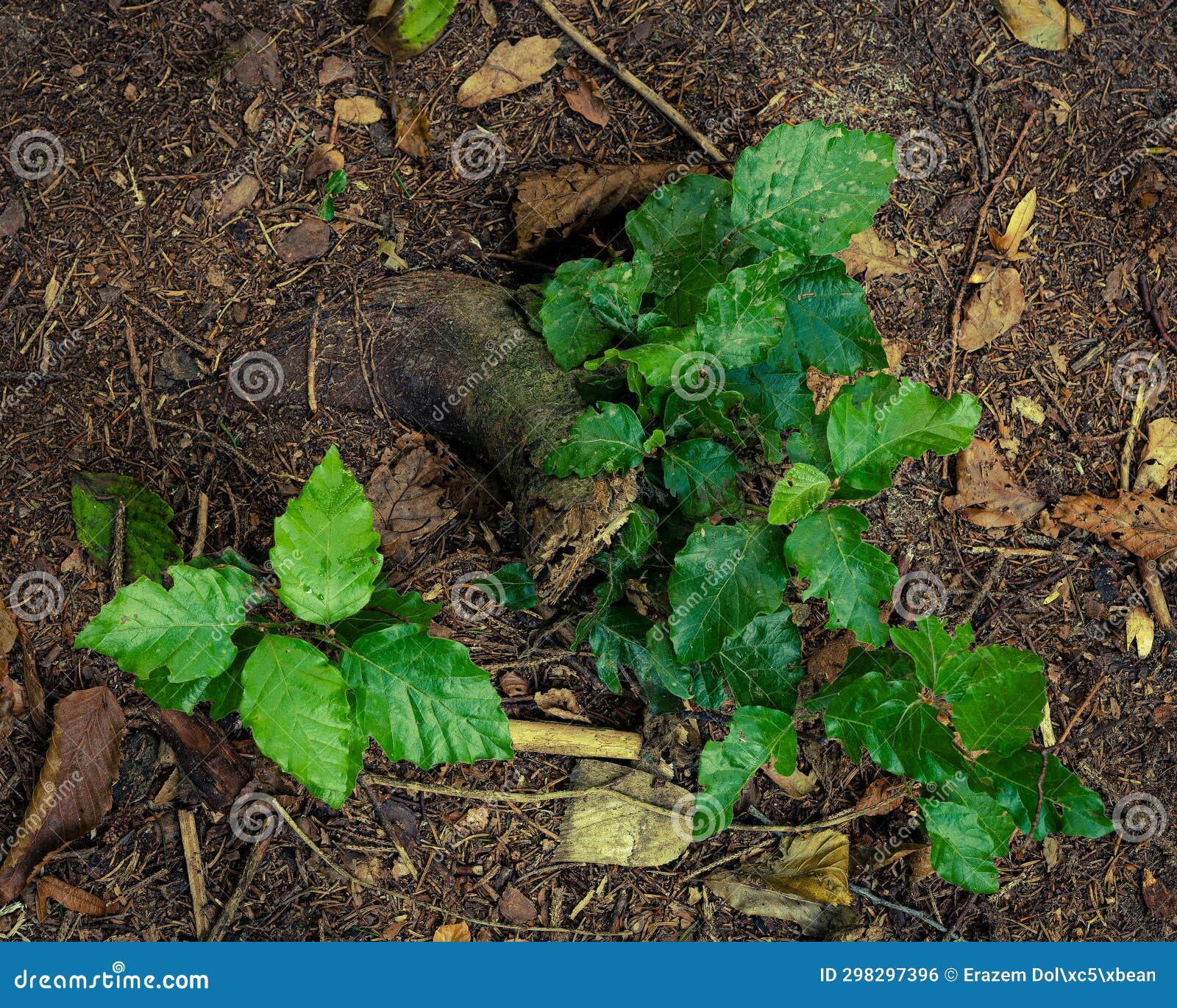 Beech Tree Leaves Sprouting from Forest Floor Stock Photo - Image of ...