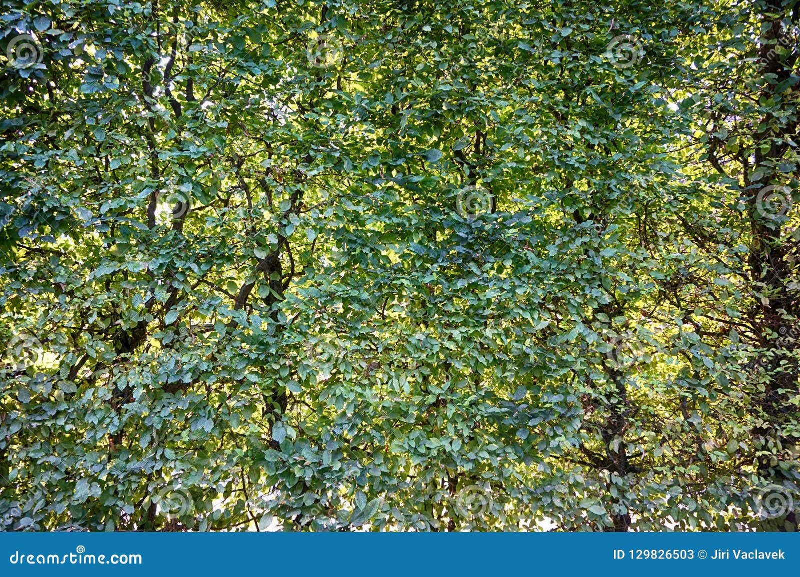 Beech tree leaves texture stock image. Image of summer - 129826503
