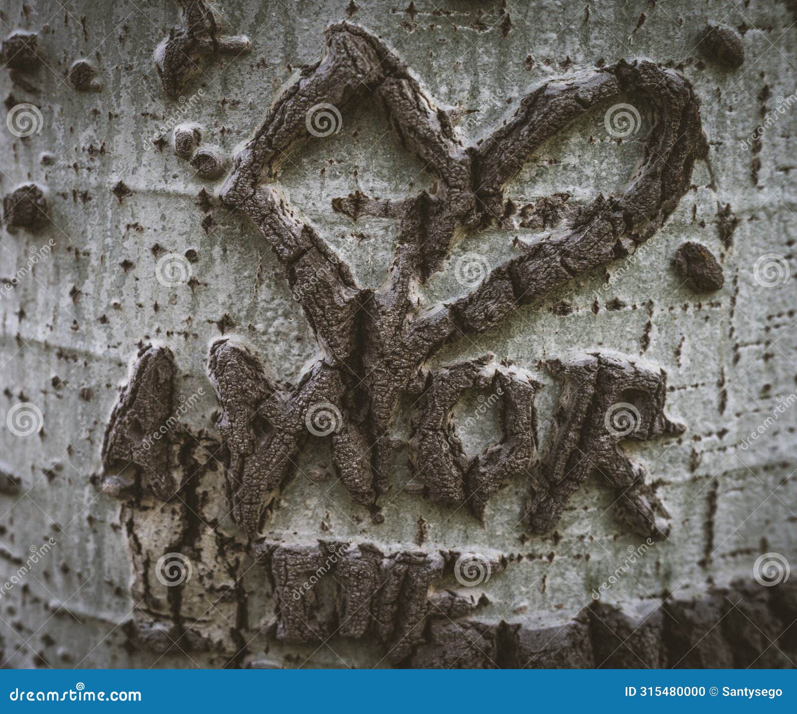 Beech Tree Love Graffiti. Carvings in Brown Tree Bark. in the Forest in ...