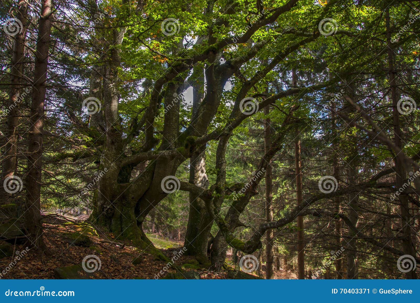 Beech Tree stock image. Image of styria, lumber, austria - 70403371