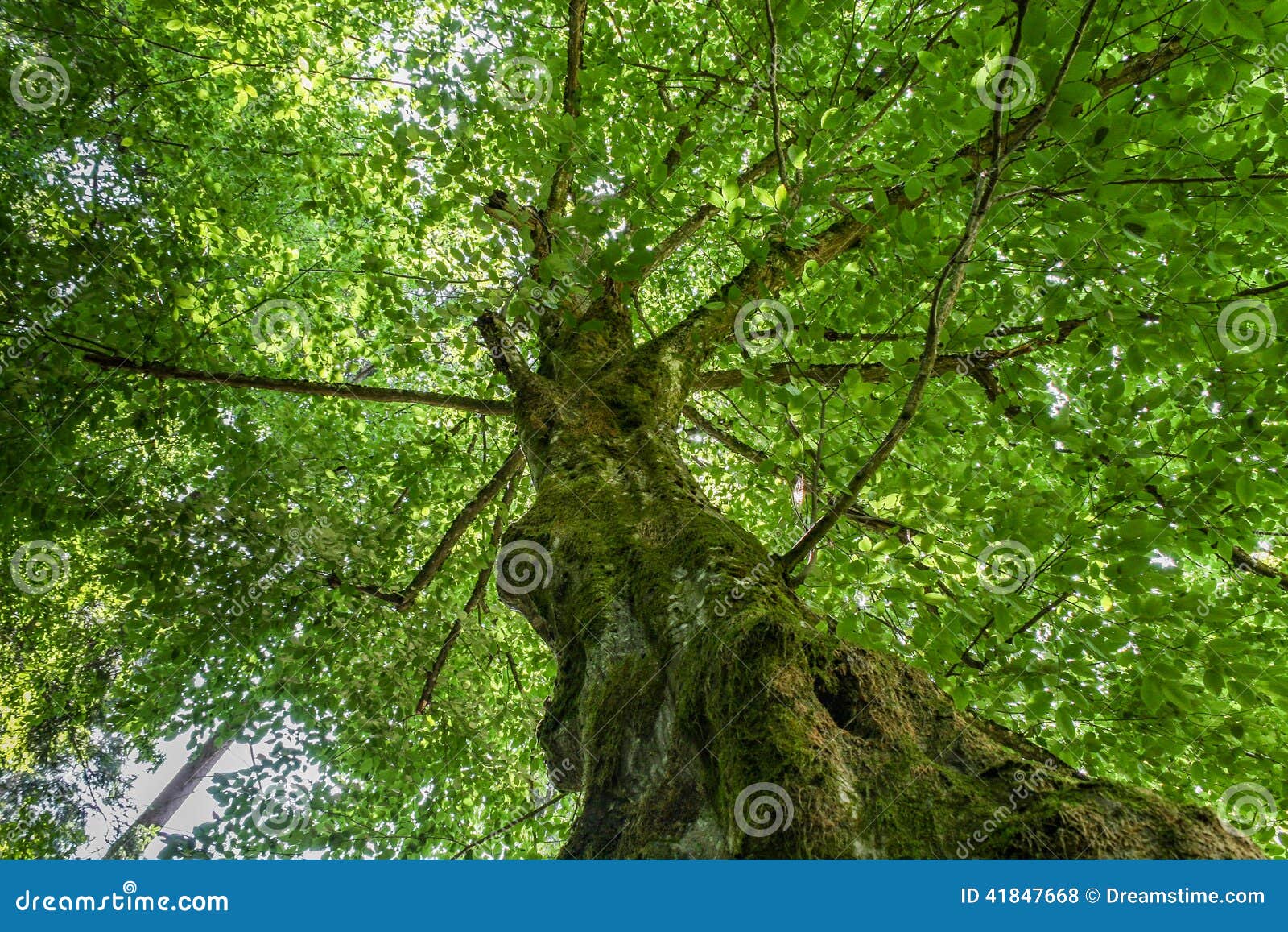 Beech Tree stock photo. Image of branch, beech, forest - 41847668