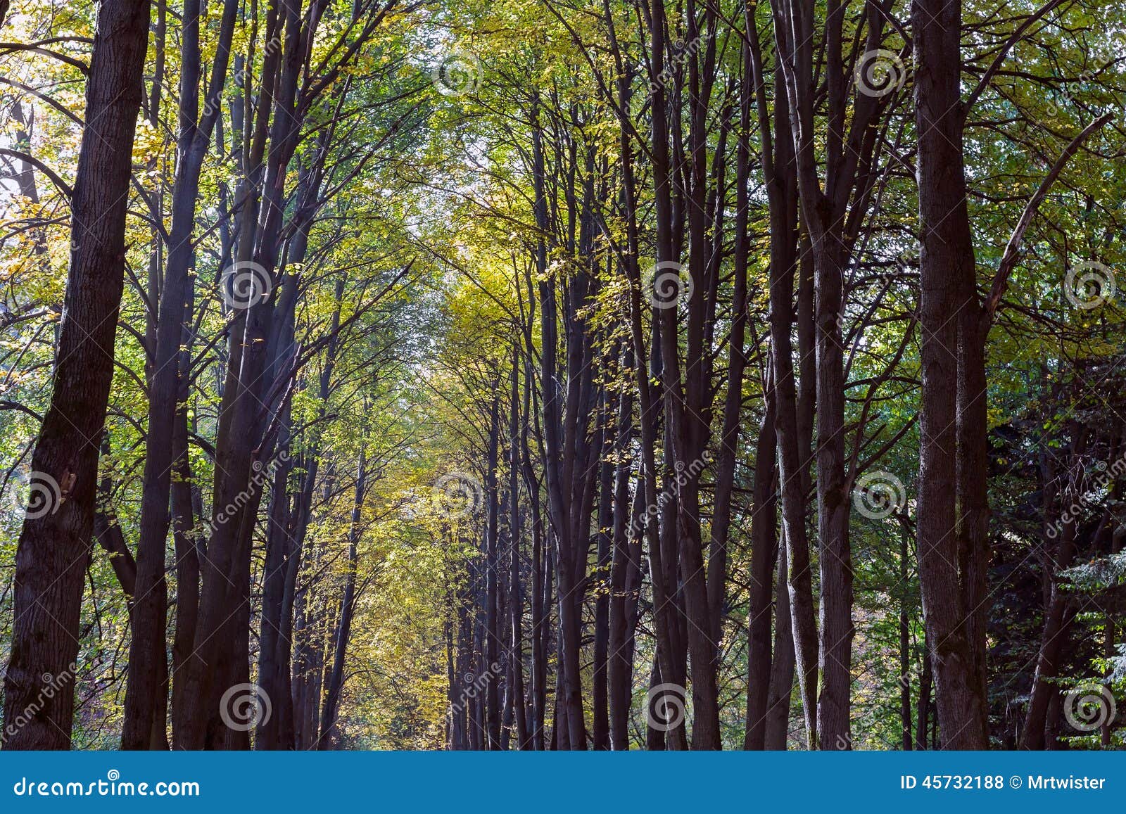 Beech tree in a park stock photo. Image of tree, foliage - 45732188