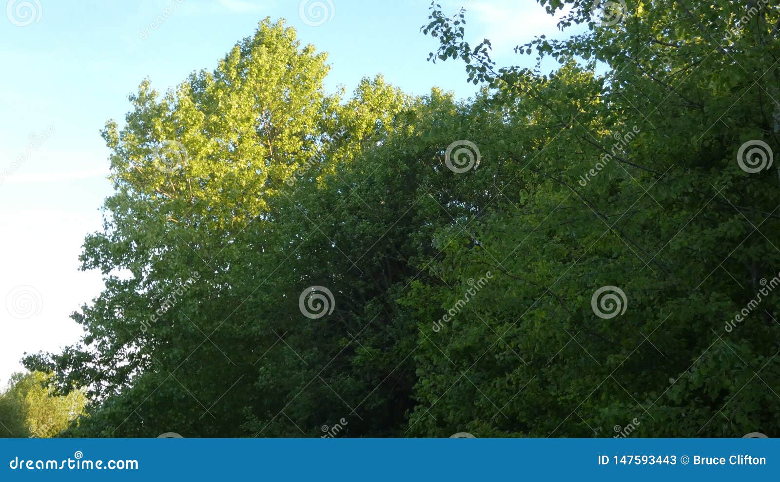 Beech Tree, Phagos at Sunset Stock Image - Image of fagaceae, forest ...
