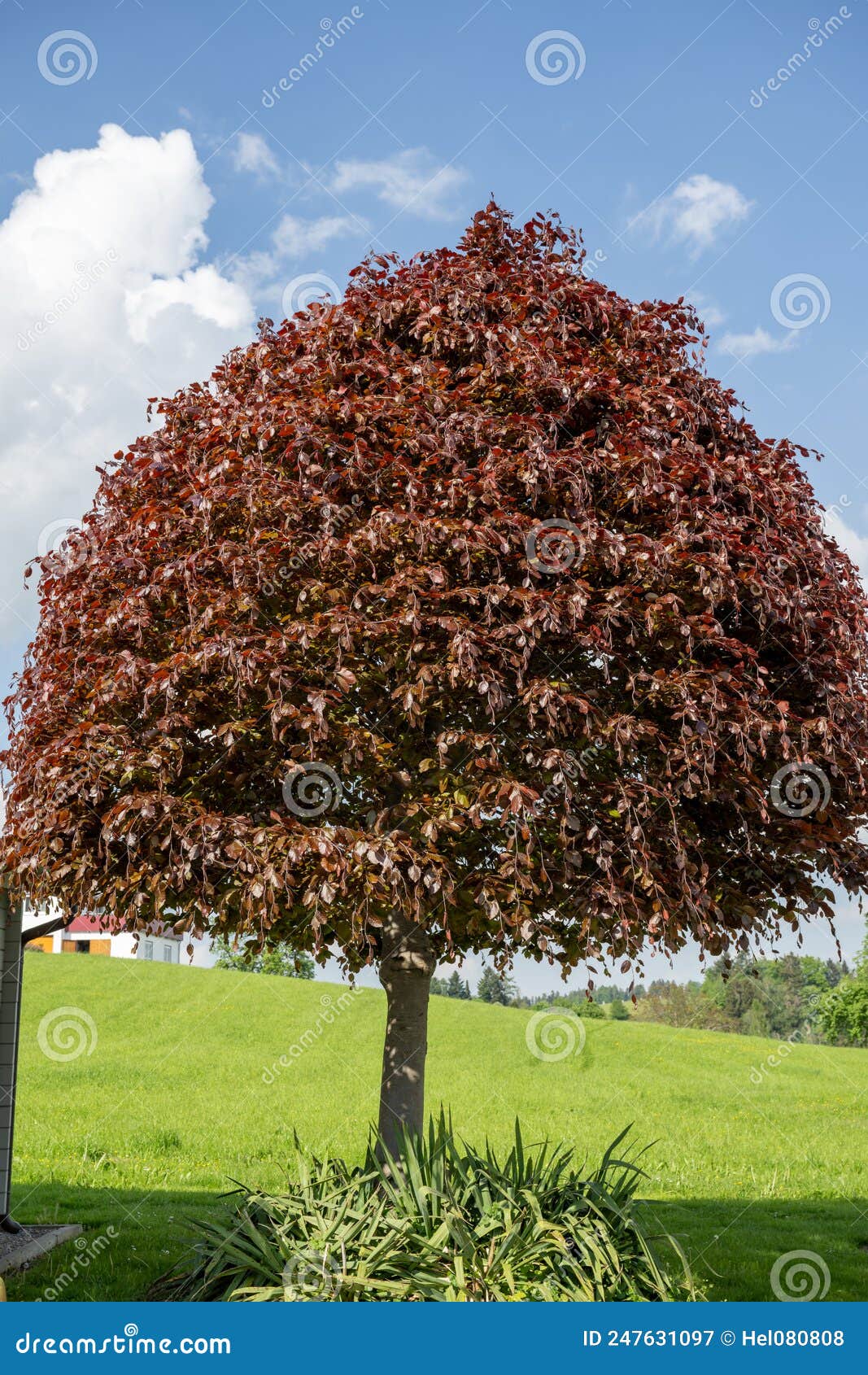 Beech Tree, Red Hanging Beech, Red Weeping Beech Stock Image - Image of ...