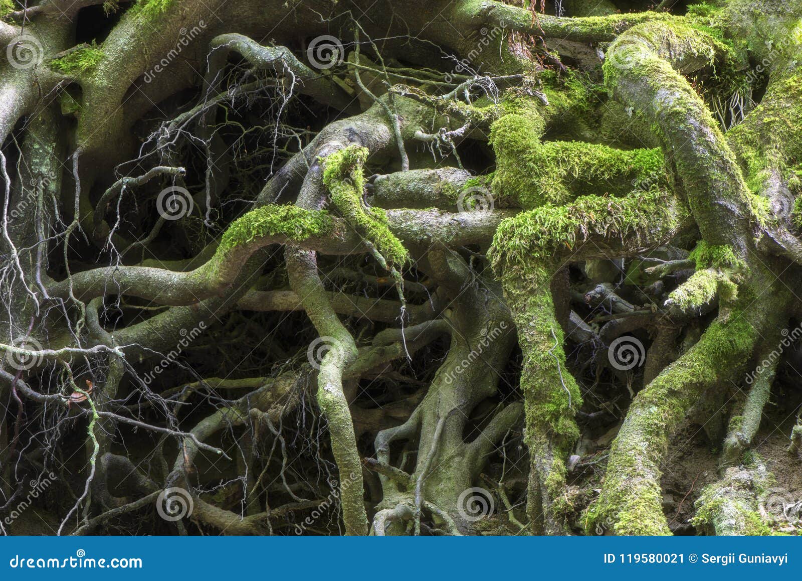 Beech tree roots stock image. Image of plant, beech - 119580021