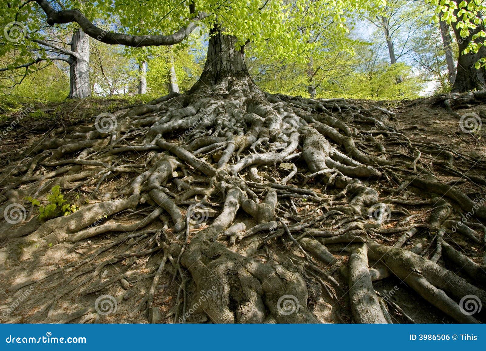 Beech tree roots in forest stock photo. Image of outdoor - 3986506