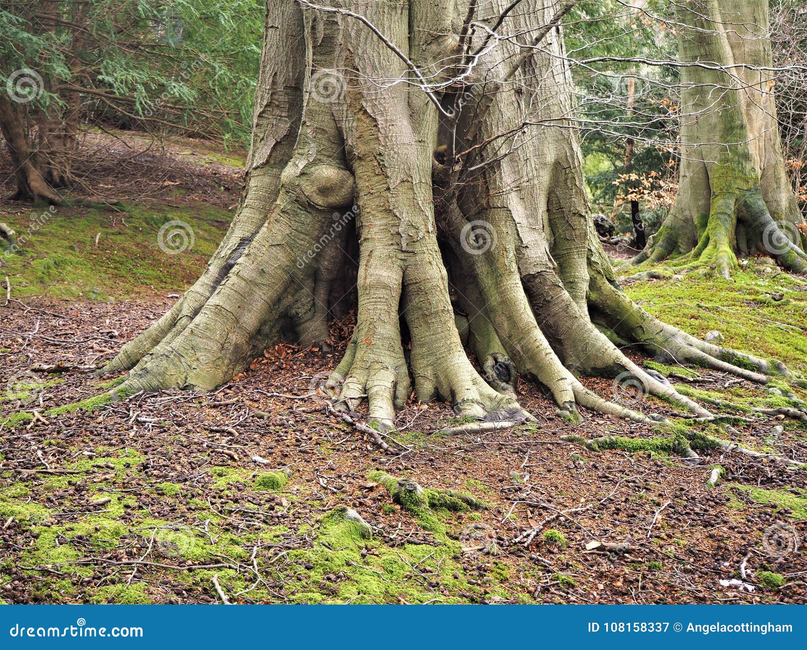 Beech Tree Roots on a Forest Floor Stock Image - Image of plant, trunk ...