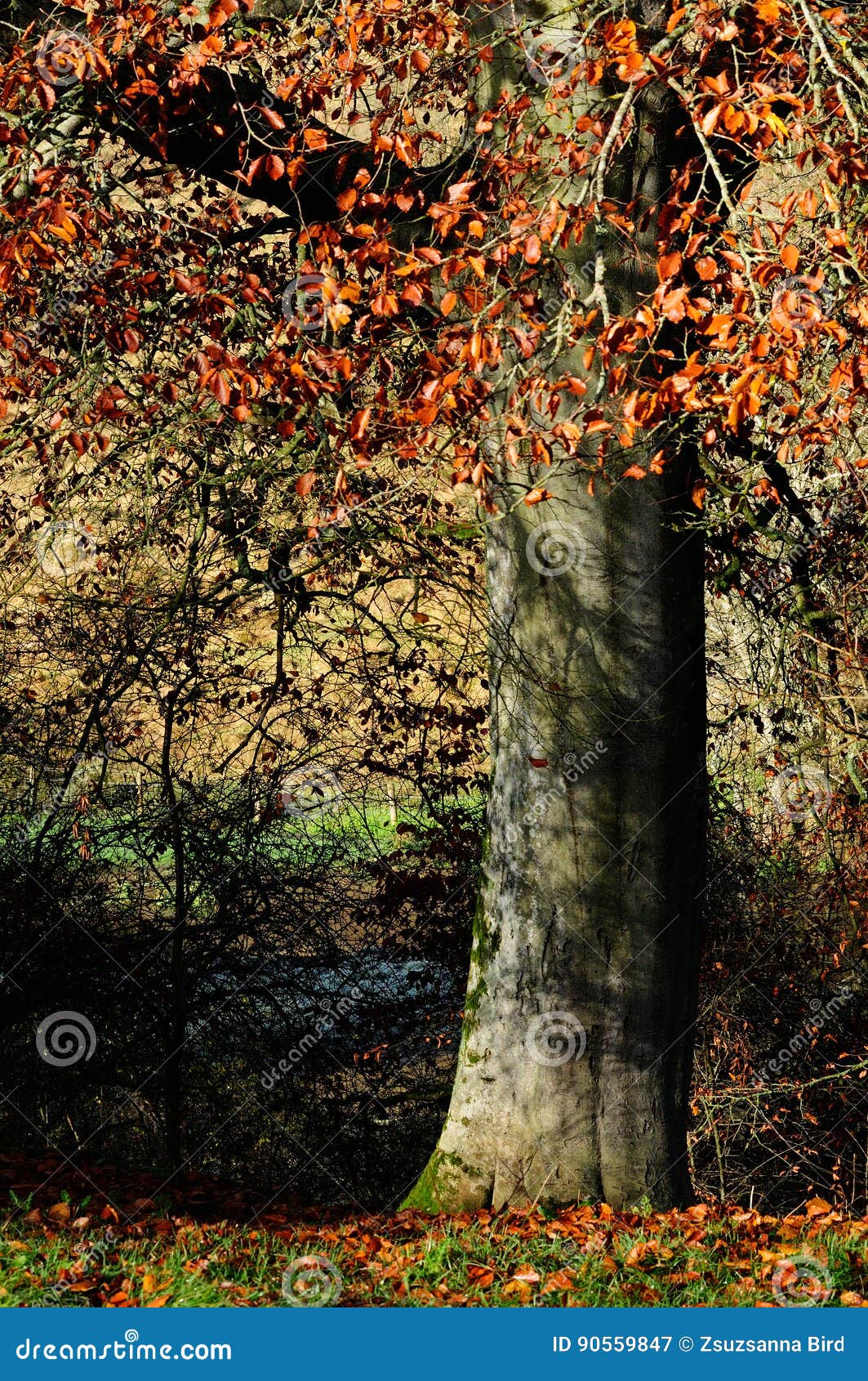 Beech Tree in Sapperton, Gloucestershire Stock Image - Image of ...