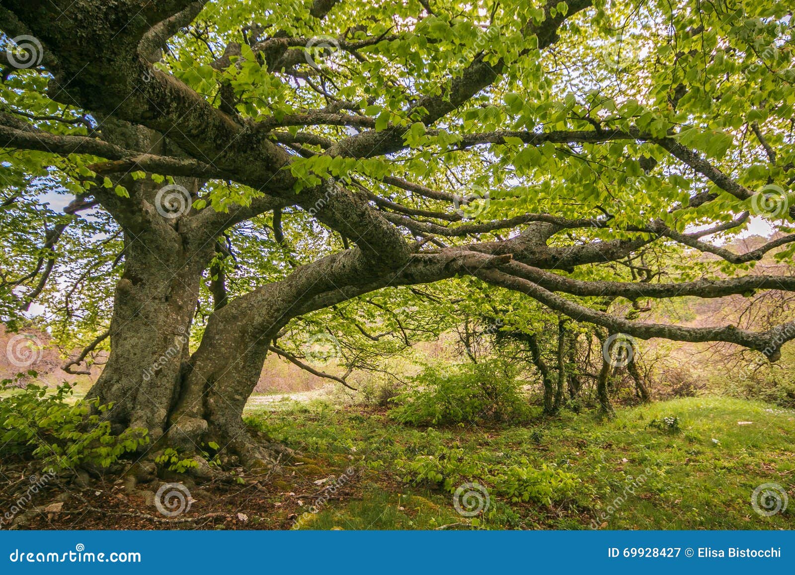 Beech tree in the spring stock image. Image of monte - 69928427