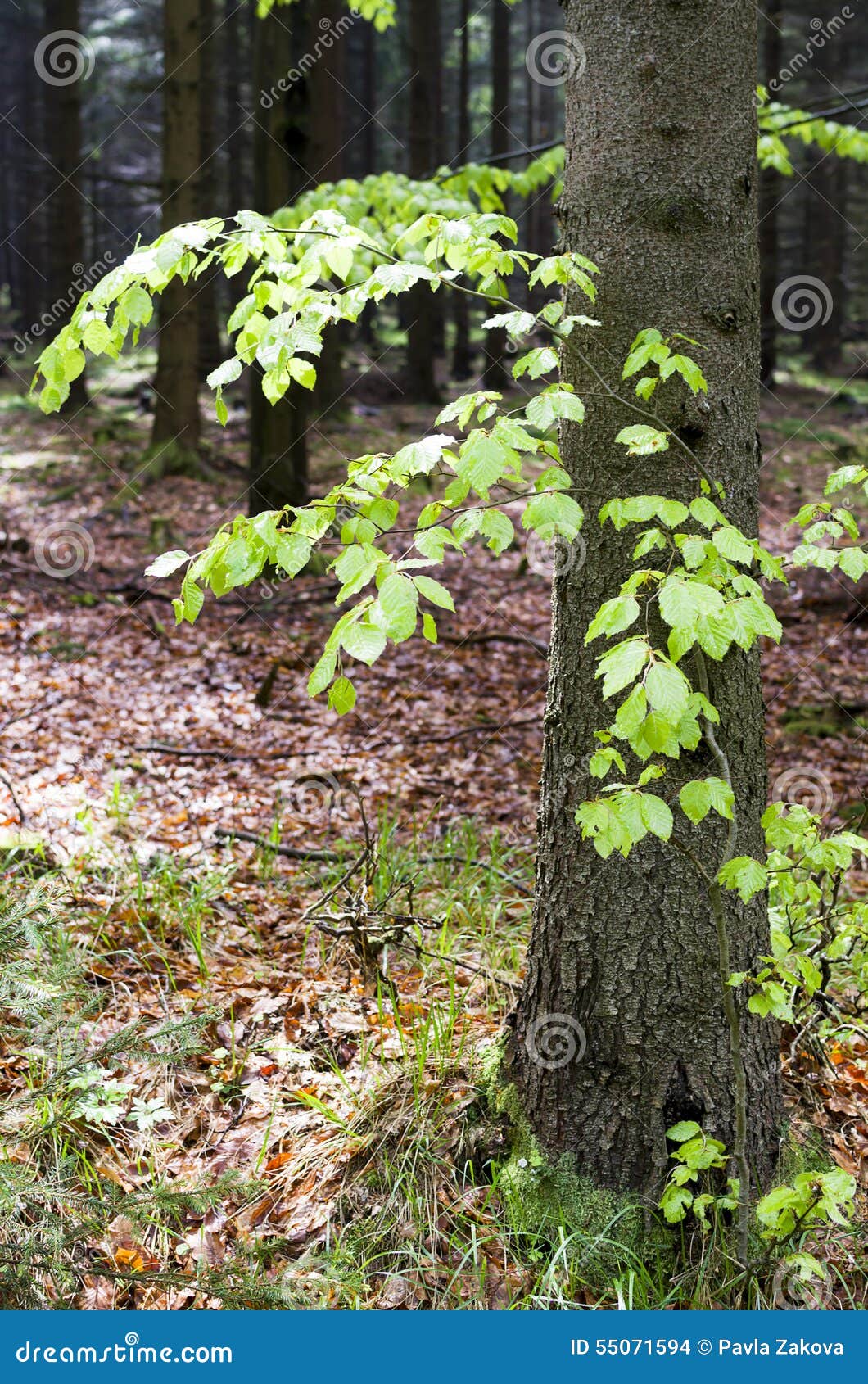 Beech tree in spring stock photo. Image of season, park - 55071594