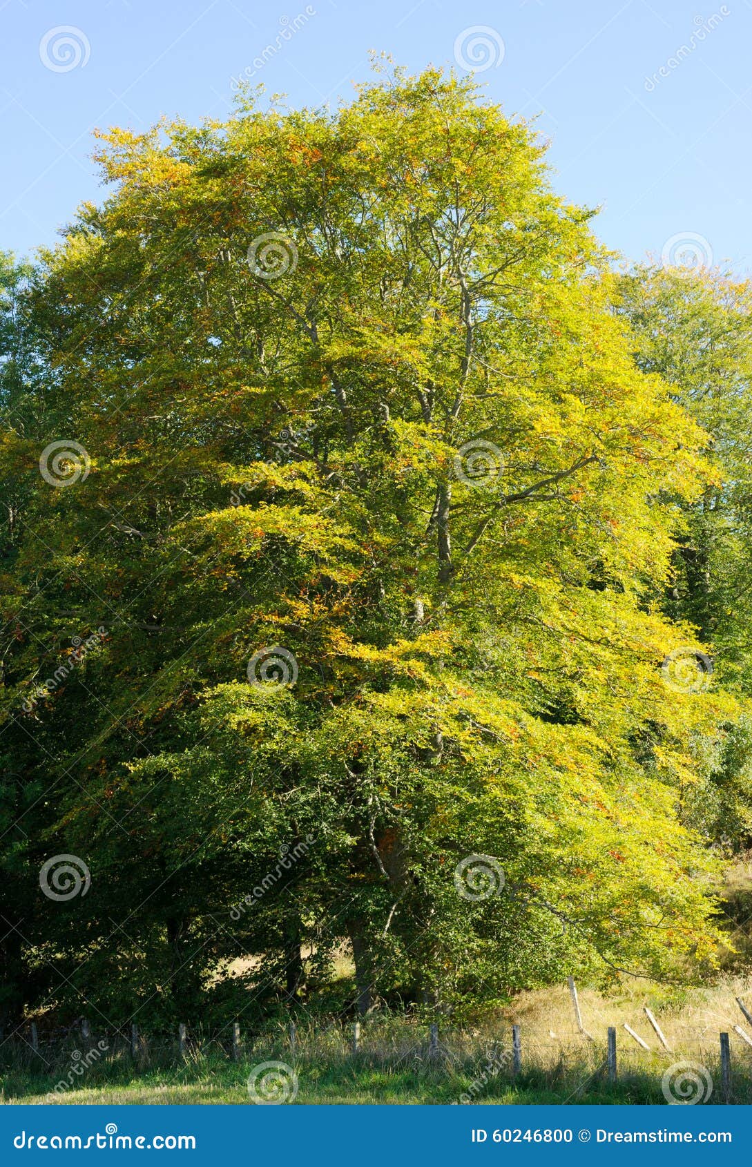 Beech Tree at the Start of Fall Stock Photo - Image of tree, leaves ...