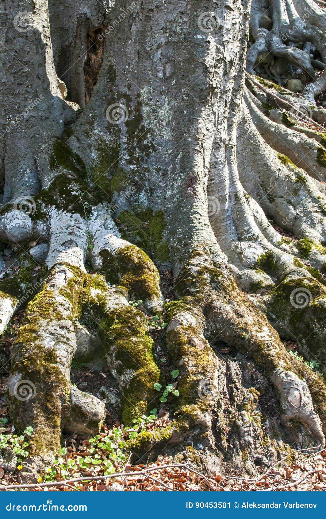 Beech Tree Stem with Huge Roots Stock Image - Image of tree, beech ...