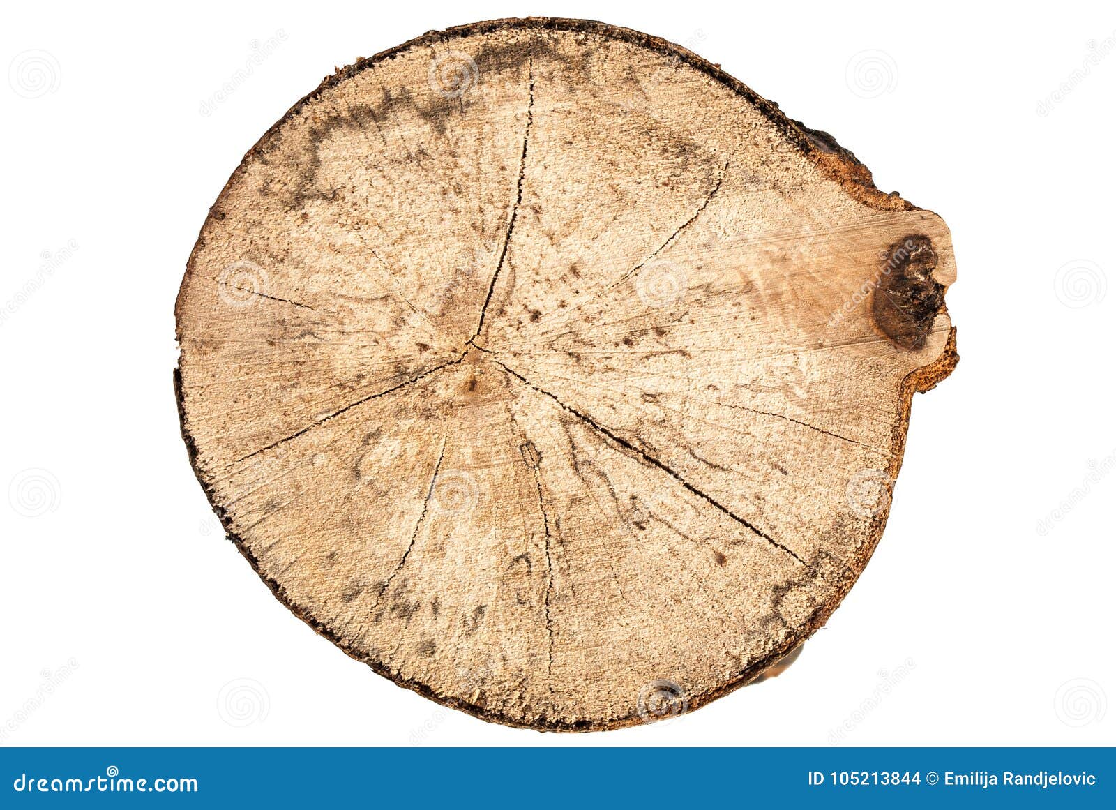 5,274 Top View Brown Cut Tree Stock Photos - Free & Royalty-Free Stock ...