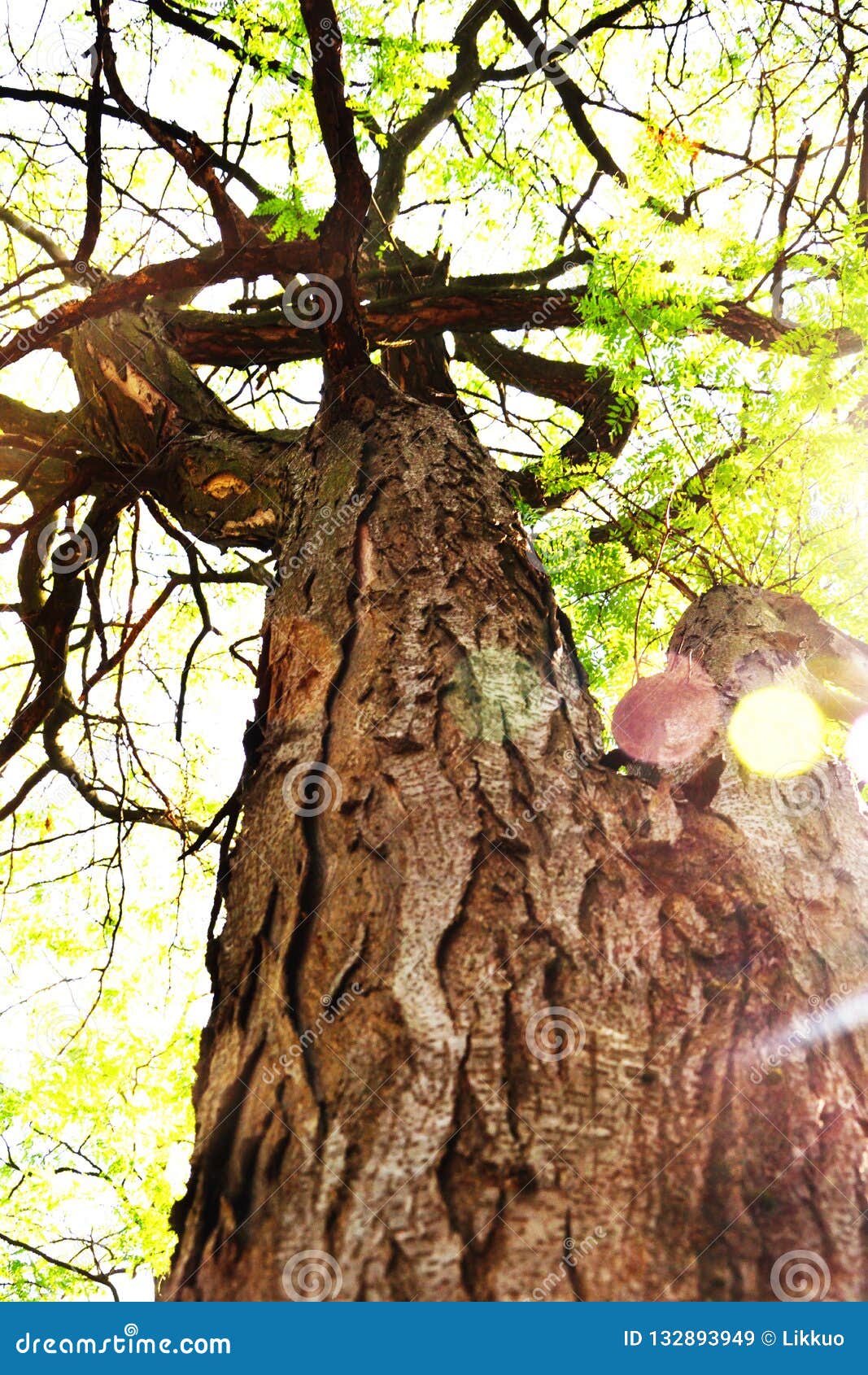 Beech tree in summer. Tree stock image. Image of forest - 132893949