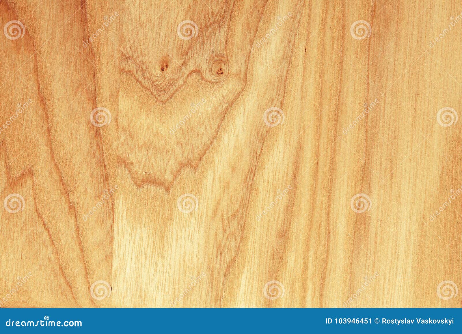 Beech tree texture stock image. Image of golden, home - 103946451