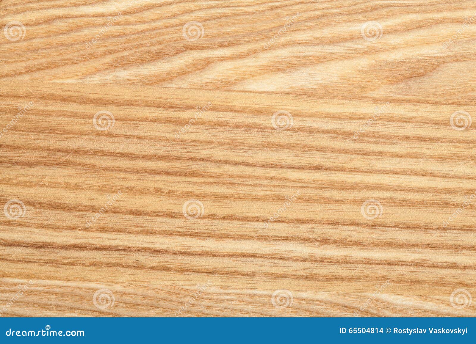 Beech Tree Texture Wallpaper. Stock Photo - Image of pattern ...