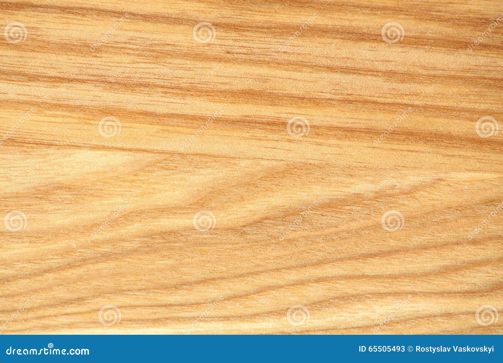 Beech Tree Texture Wallpaper. Stock Image - Image of abstract, closeup ...