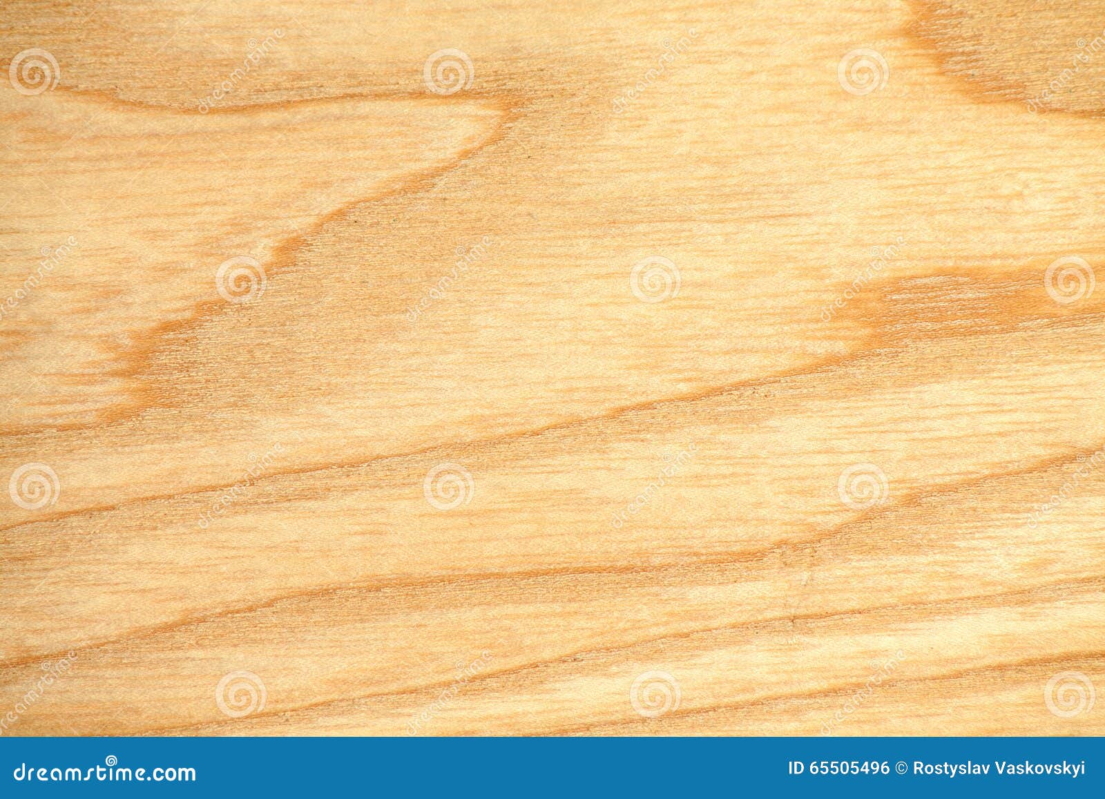 Beech Tree Texture Wallpaper. Stock Photo - Image of closeup, industry ...