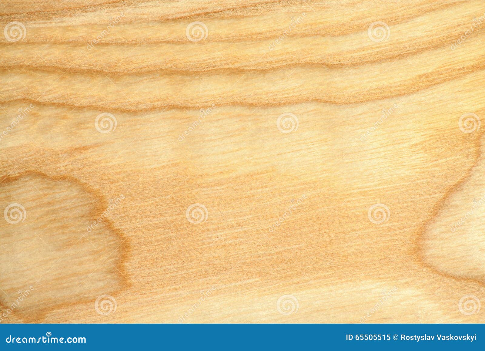 Beech Tree Texture Wallpaper. Stock Image - Image of indoor, design ...