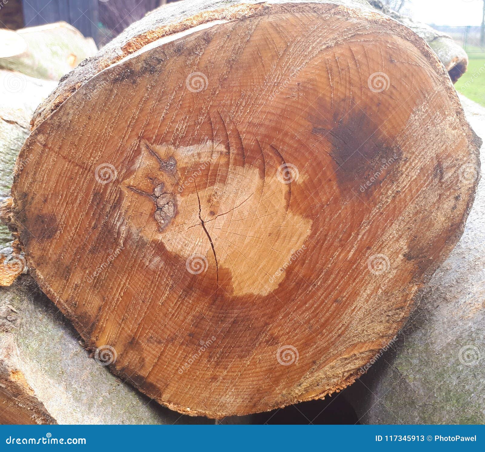 Beech tree texture stock image. Image of lumber, forest - 117345913