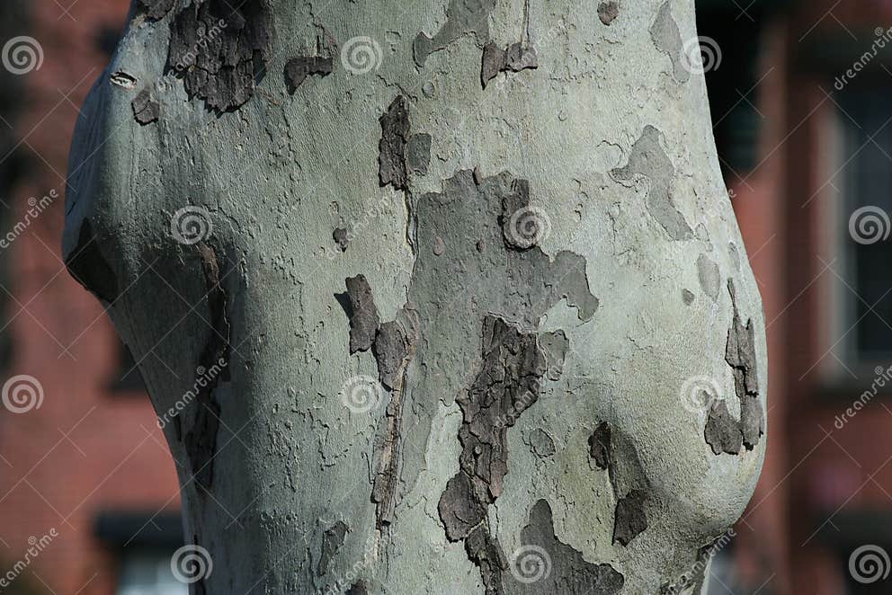 Beech Tree stock photo. Image of trunk, stripped, asymmetry - 57498790