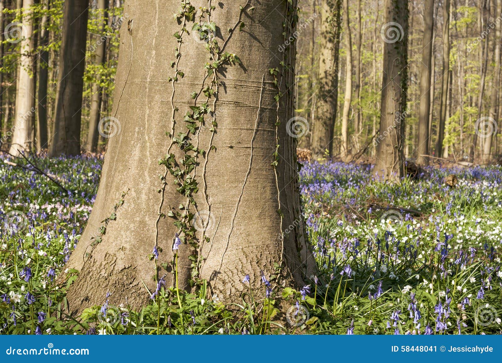 Beech tree trunk stock image. Image of forest, hike, bokeh - 58448041
