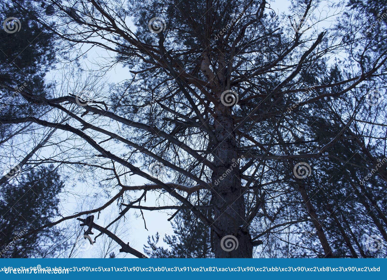 Beech tree winter branch stock image. Image of texture - 84978393