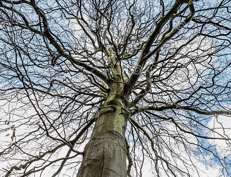 Beech Tree in Winter stock photo. Image of gray, smooth - 94270944