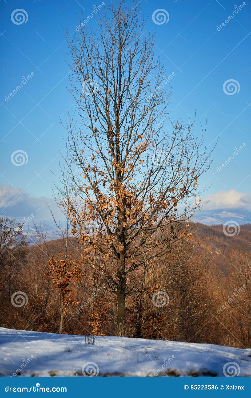 Beech tree in winter time stock photo. Image of season - 85223586