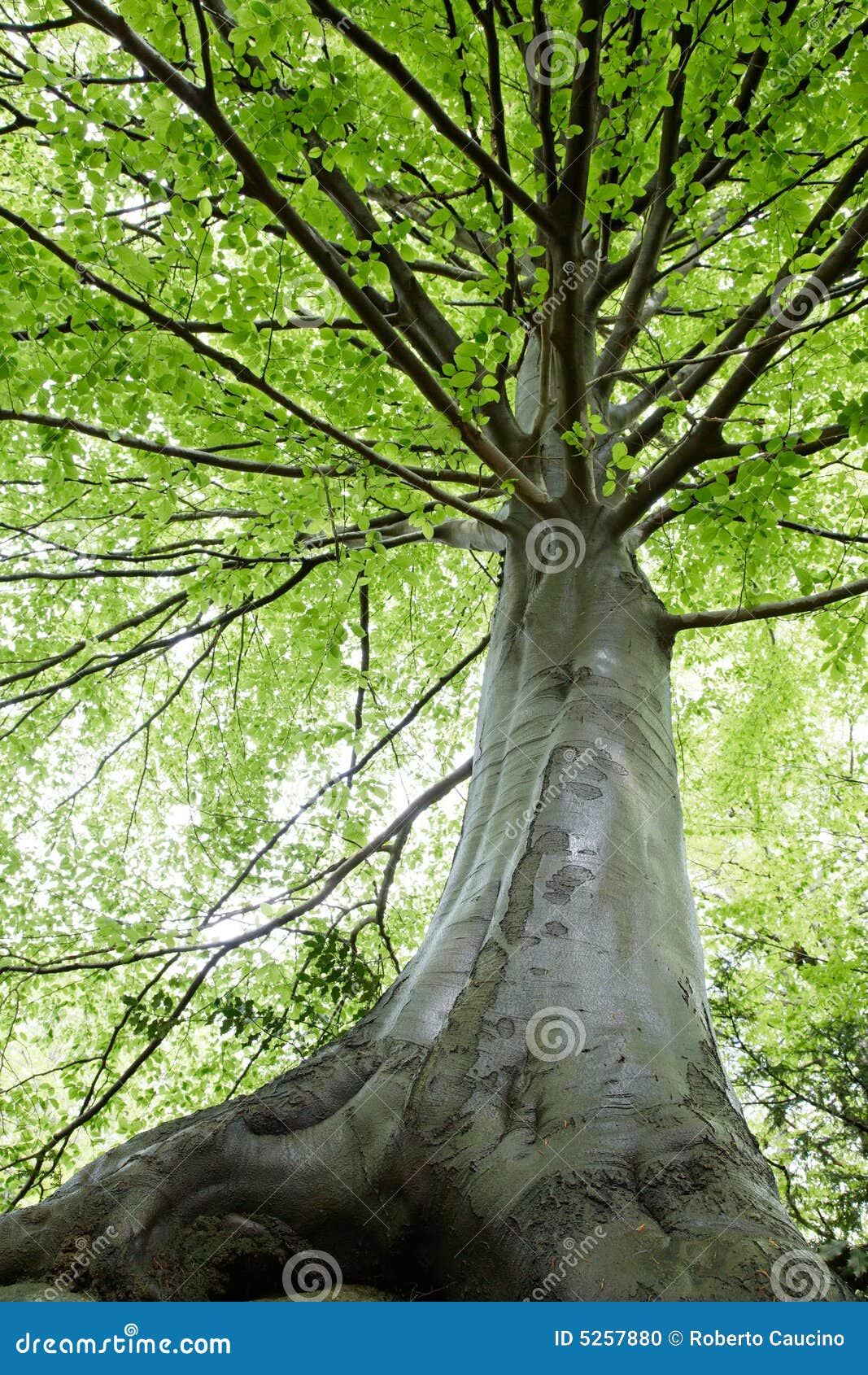 Beech trees stock photo. Image of foliage, flora, tree - 5257880