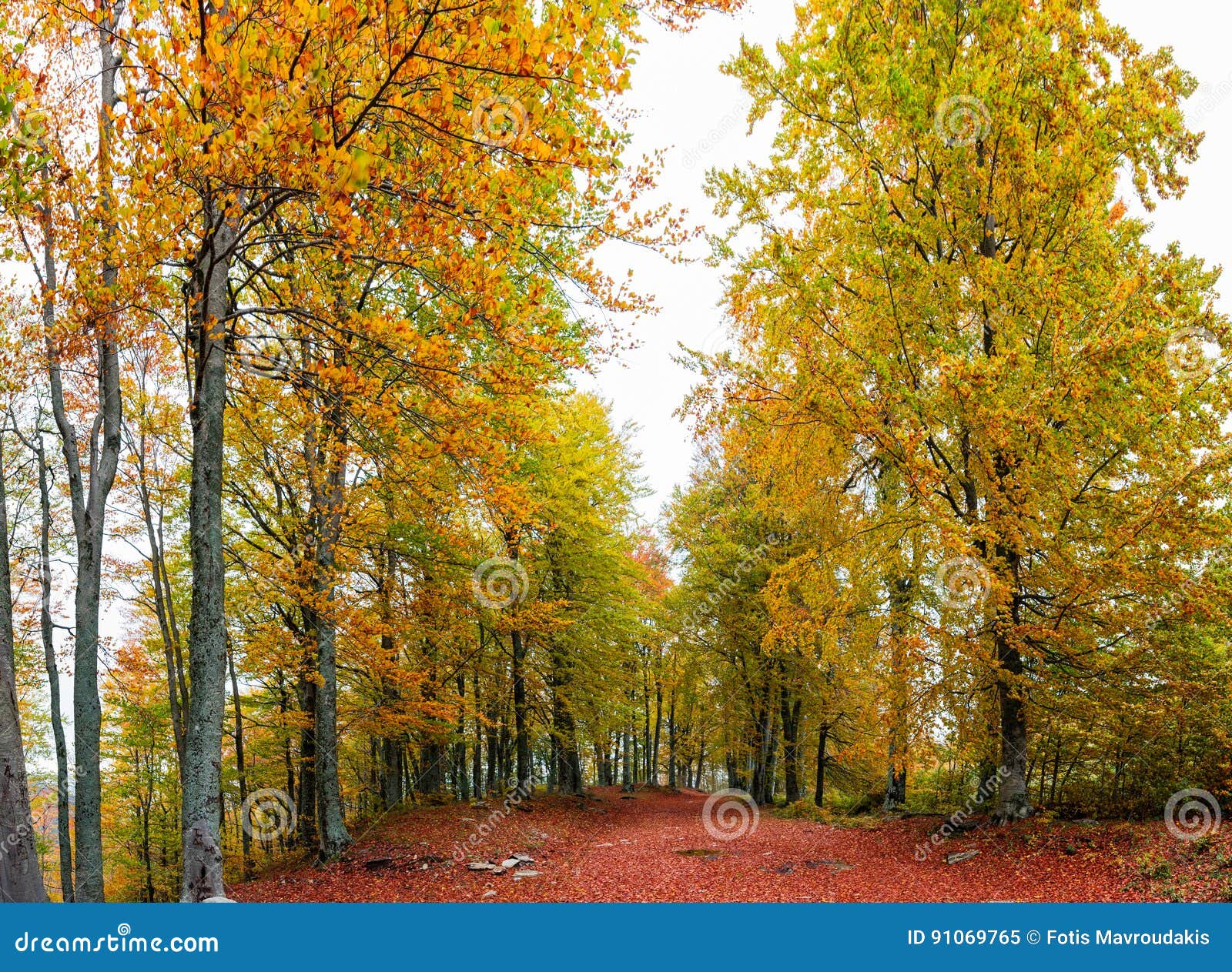 Beech trees in autumn stock image. Image of light, fall - 91069765