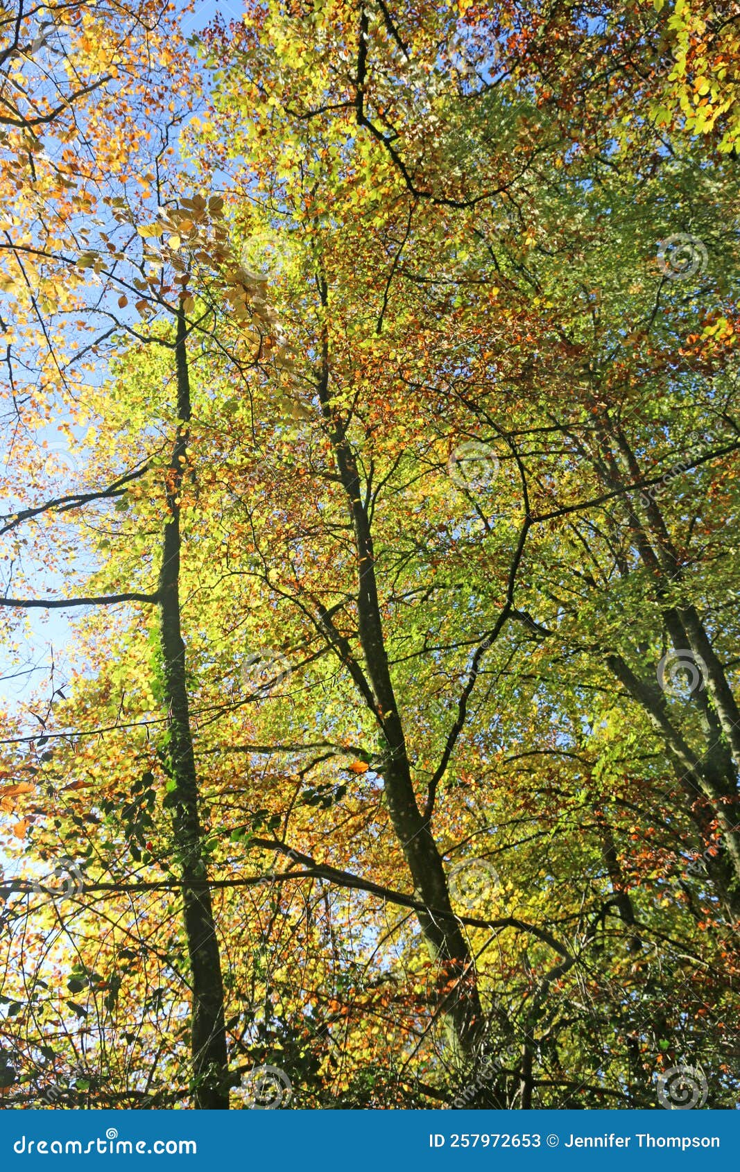 Beech trees in Autumn stock image. Image of leaf, colors - 257972653