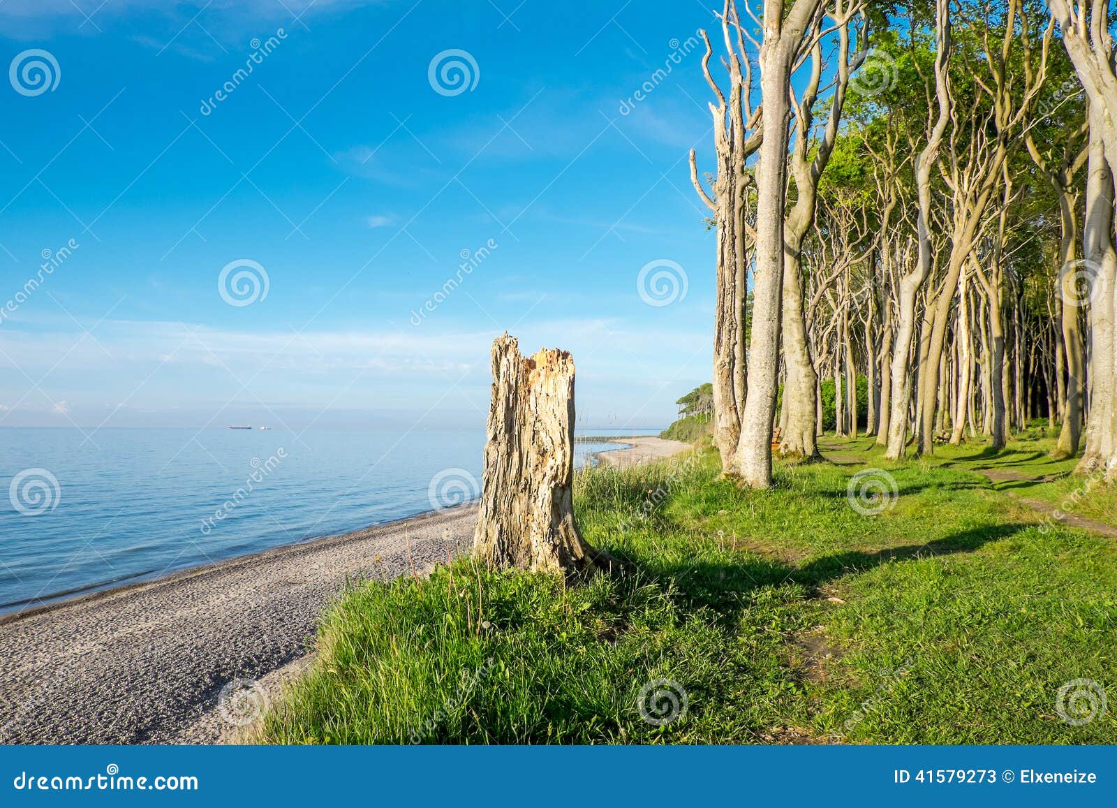 Beech Trees at the Baltic Sea Stock Image - Image of vacation, horizon ...