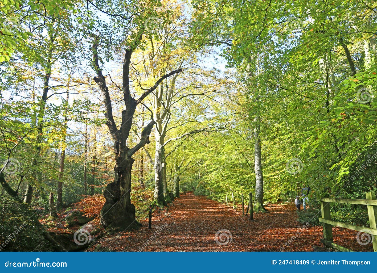 Beech tree in Autumn stock image. Image of beech, autumn - 247418409