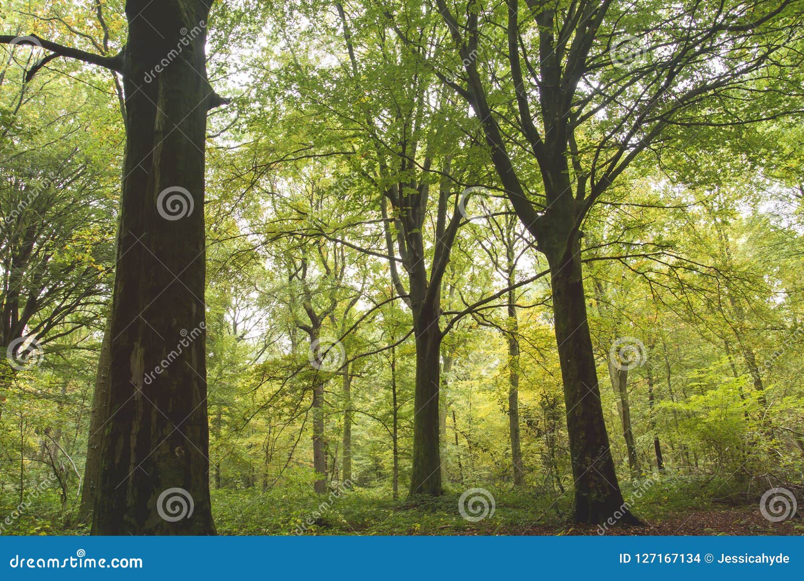 Beech trees forest stock photo. Image of nature, leaves - 127167134